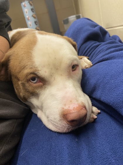 Chunk - Young-Williams Animal Center