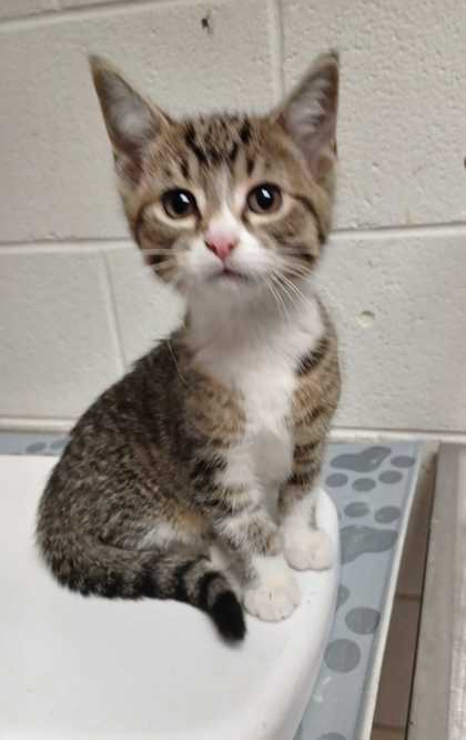 55762803 - Young-Williams Animal Center