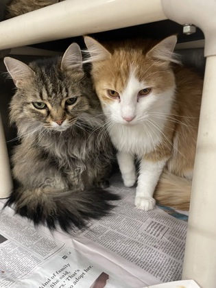 Ipsy - Young-Williams Animal Center