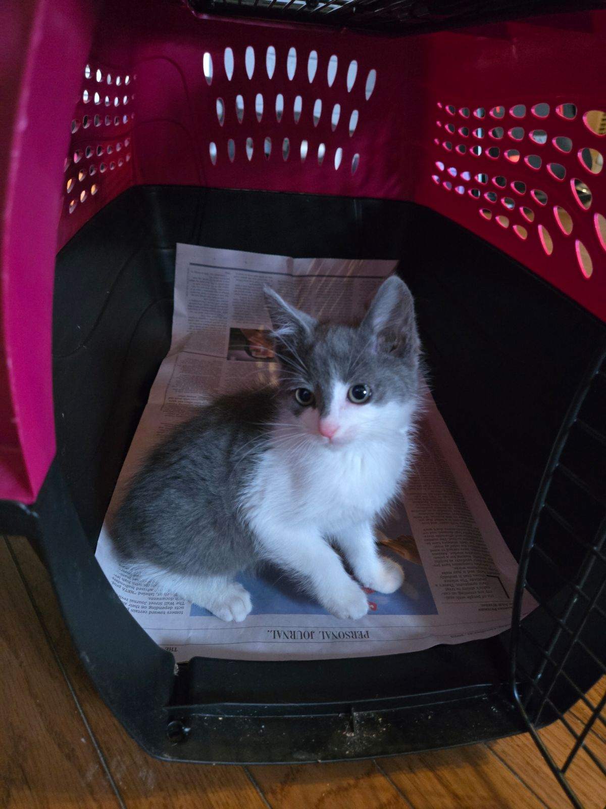 56883429 - Young-Williams Animal Center