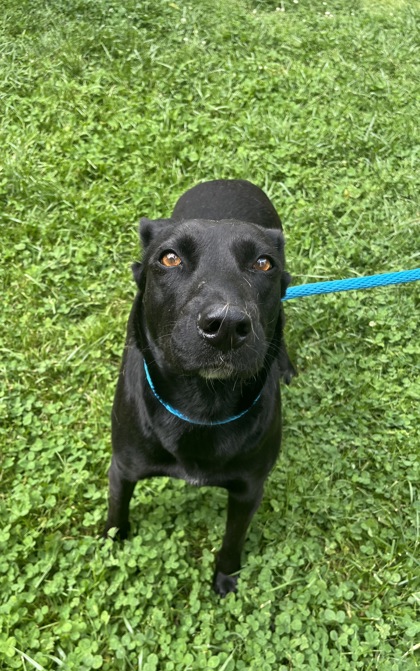 Zuri - Young-Williams Animal Center