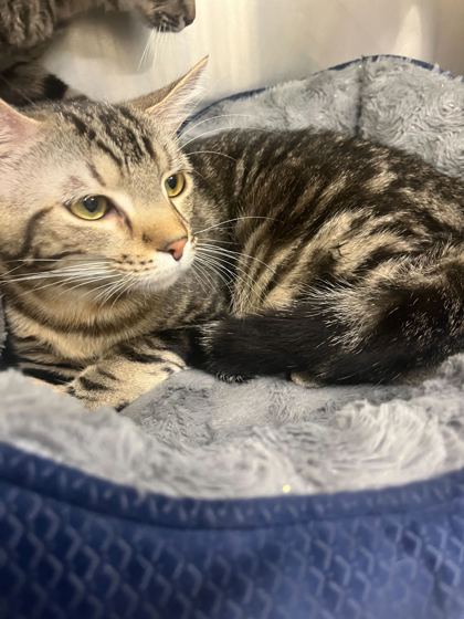 Mila - Young-Williams Animal Center