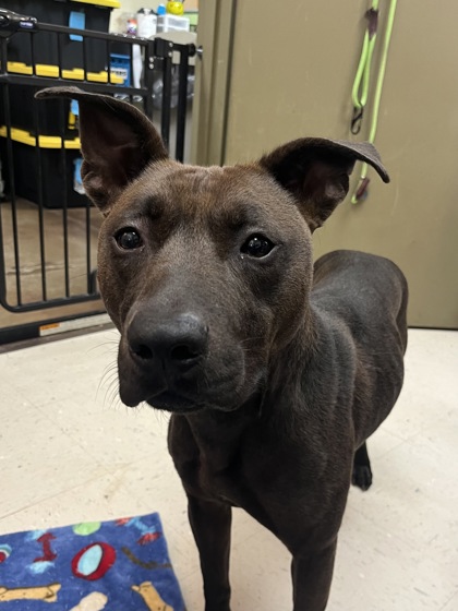 Cleo - Young-Williams Animal Center