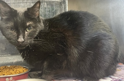 Lilith - Young-Williams Animal Center