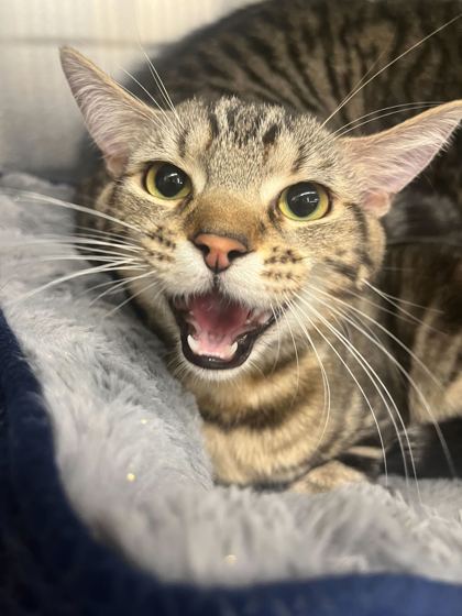 Mila - Young-Williams Animal Center