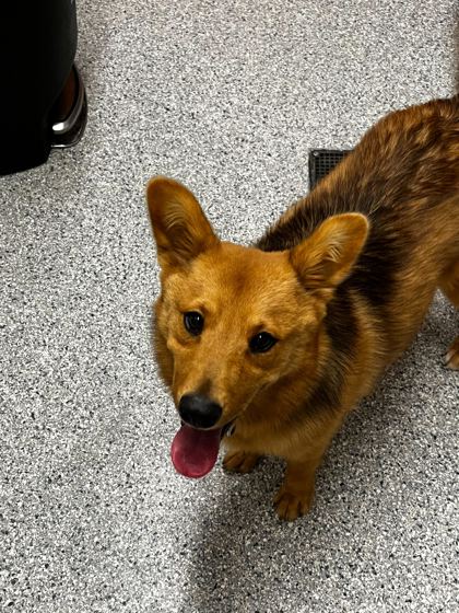 56050001 - Young-Williams Animal Center