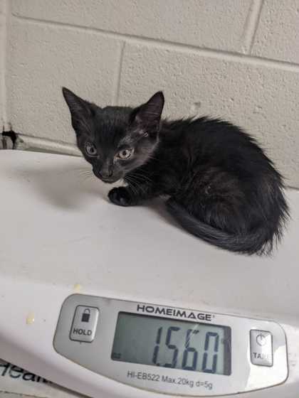 Chai - Young-Williams Animal Center