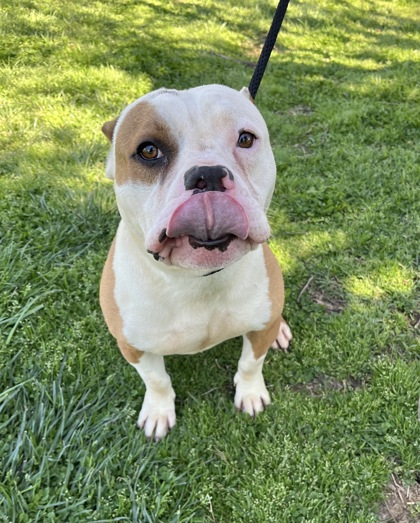 Pablo - Young-Williams Animal Center