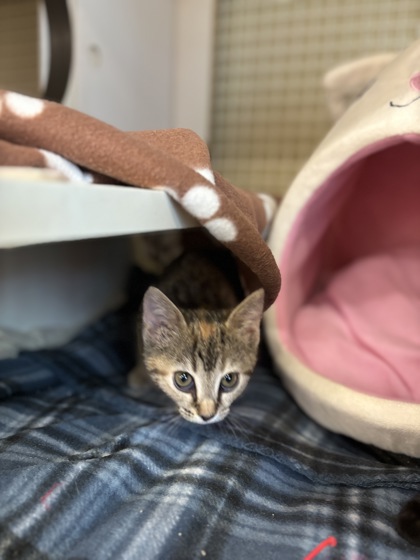 55765411 - Young-Williams Animal Center