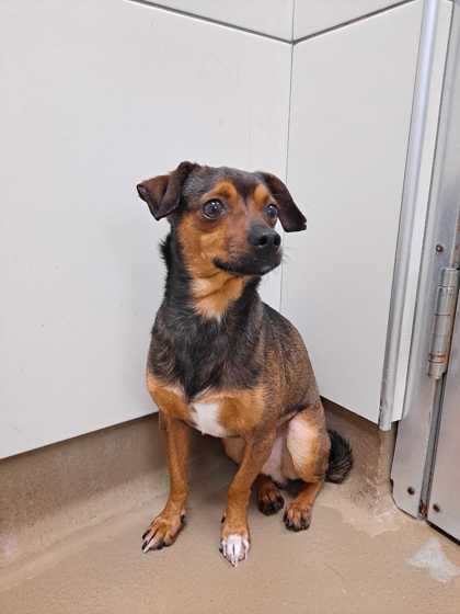 Duval - Young-Williams Animal Center