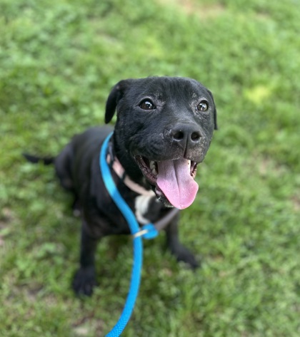 Stray Pit mix - Young-Williams Animal Center