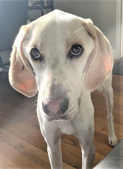 Dogs - Young-Williams Animal Center