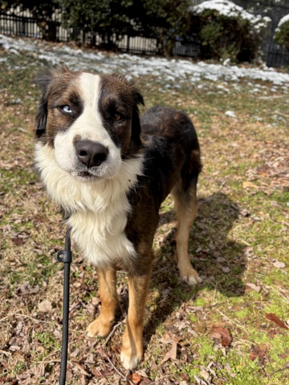 Maximus - Young-Williams Animal Center