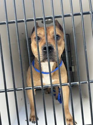 61193955 - Young-Williams Animal Center