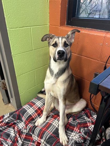 Curly Fry - Young-Williams Animal Center