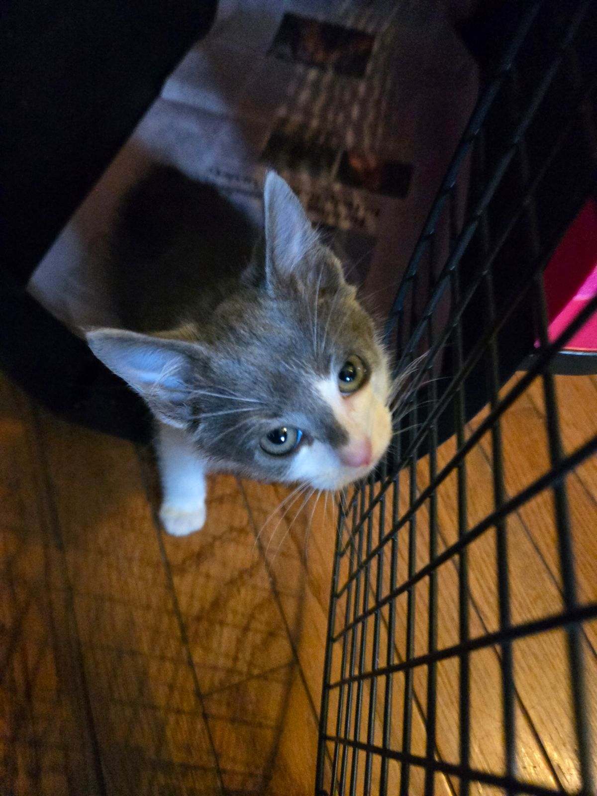 56883429 - Young-Williams Animal Center