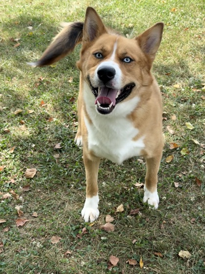 Shiloh - Young-Williams Animal Center