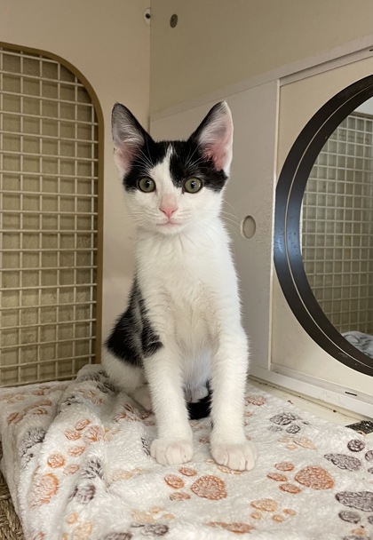 Earl - Young-Williams Animal Center