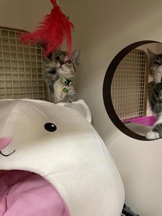 55762801 - Young-Williams Animal Center