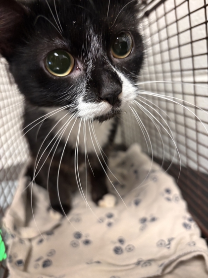 61224339 - Young-Williams Animal Center