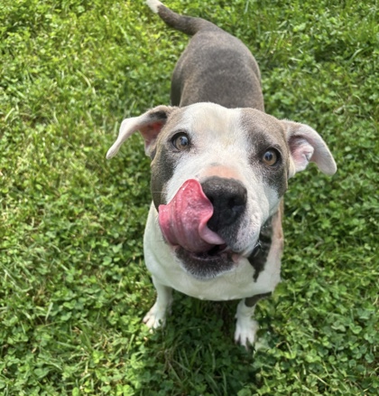 Marwa - Young-Williams Animal Center
