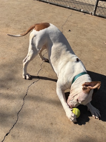 Rue - Young-Williams Animal Center
