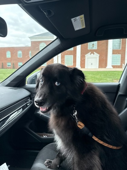 Knox - Young-Williams Animal Center