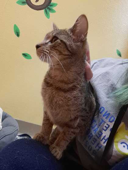 Mila - Young-Williams Animal Center