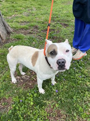 Fievel - Young-Williams Animal Center