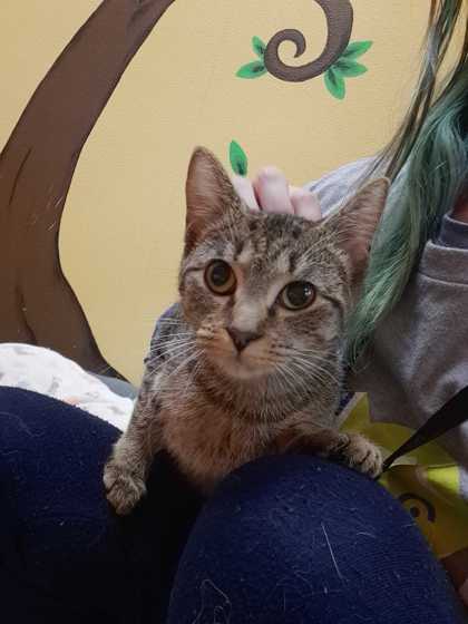 Mila - Young-Williams Animal Center