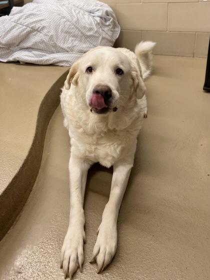 Azi - Young-Williams Animal Center
