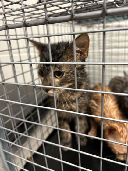 56898017 - Young-Williams Animal Center