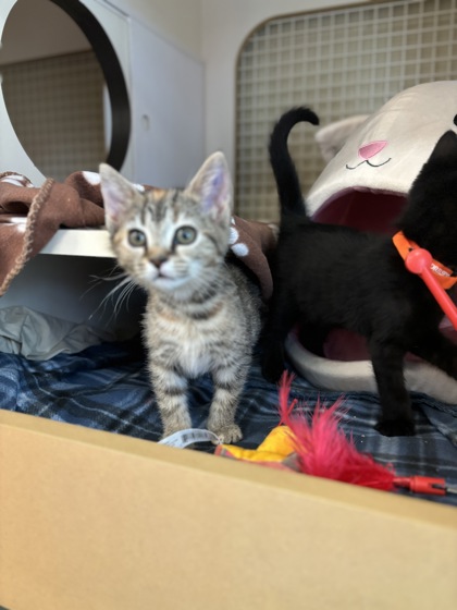 55765411 - Young-Williams Animal Center