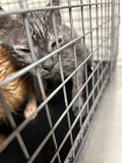 56898008 - Young-Williams Animal Center