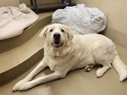 Azi - Young-Williams Animal Center