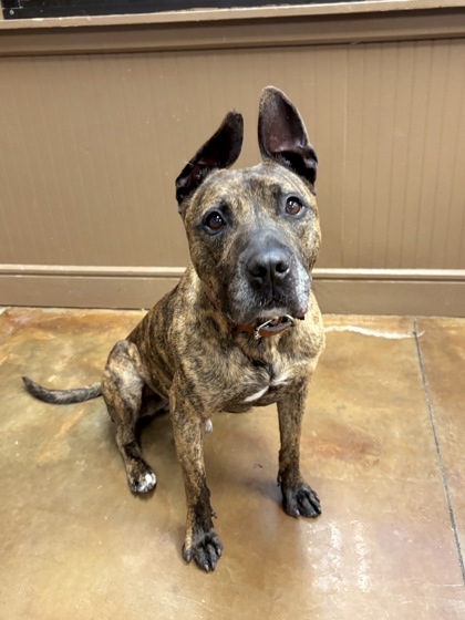 Shakey - Young-Williams Animal Center