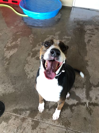 Dogs - Young-Williams Animal Center