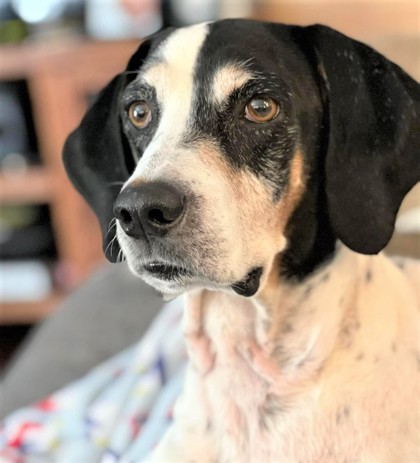 Dogs - Young-Williams Animal Center