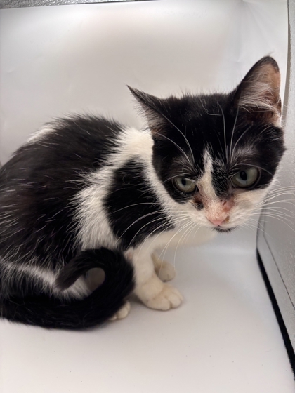 61224123 - Young-Williams Animal Center