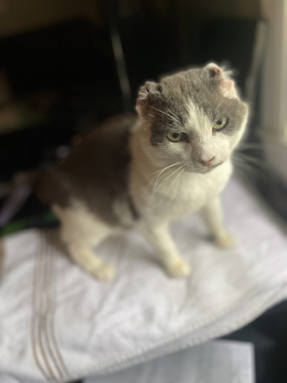 Senior Cats - Young-Williams Animal Center