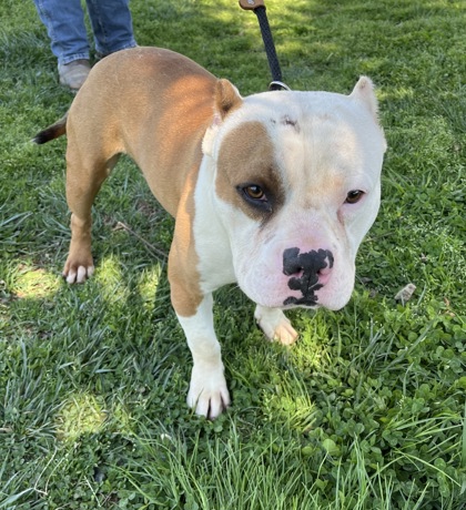 Pablo - Young-Williams Animal Center