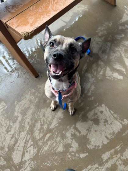 Moli - Young-Williams Animal Center