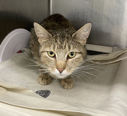 55673097 - Young-Williams Animal Center