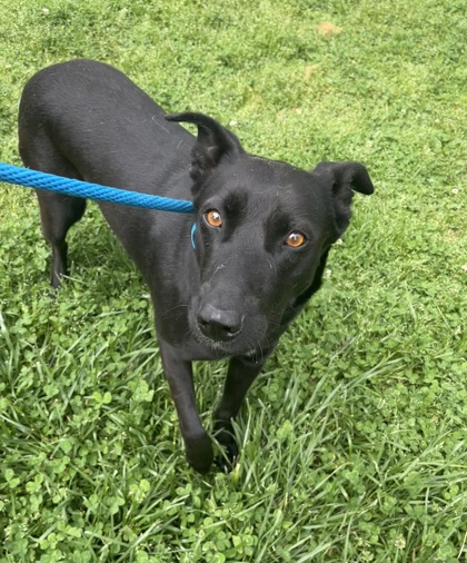 Zuri - Young-Williams Animal Center