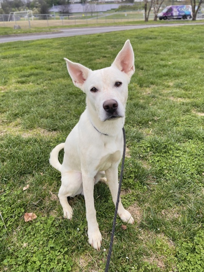 Bolt - Young-Williams Animal Center