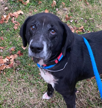 Diesel - Young-Williams Animal Center