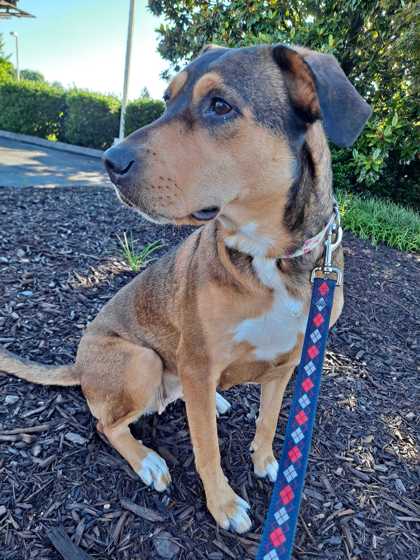 Discovery - Young-Williams Animal Center