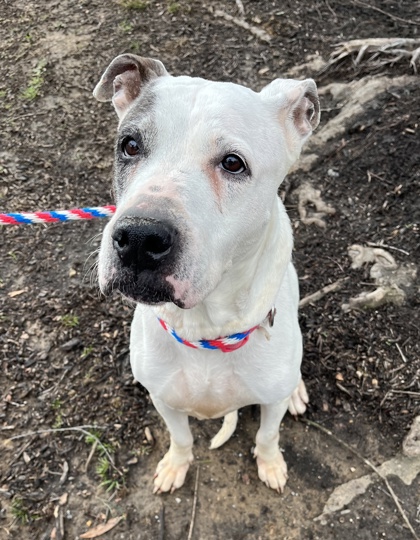 Dogs - Young-Williams Animal Center