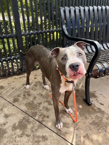 Eeyore - Young-Williams Animal Center