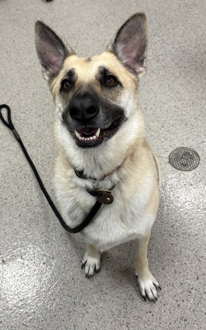 Adoptable Dogs - The Humane Society for Hamilton County